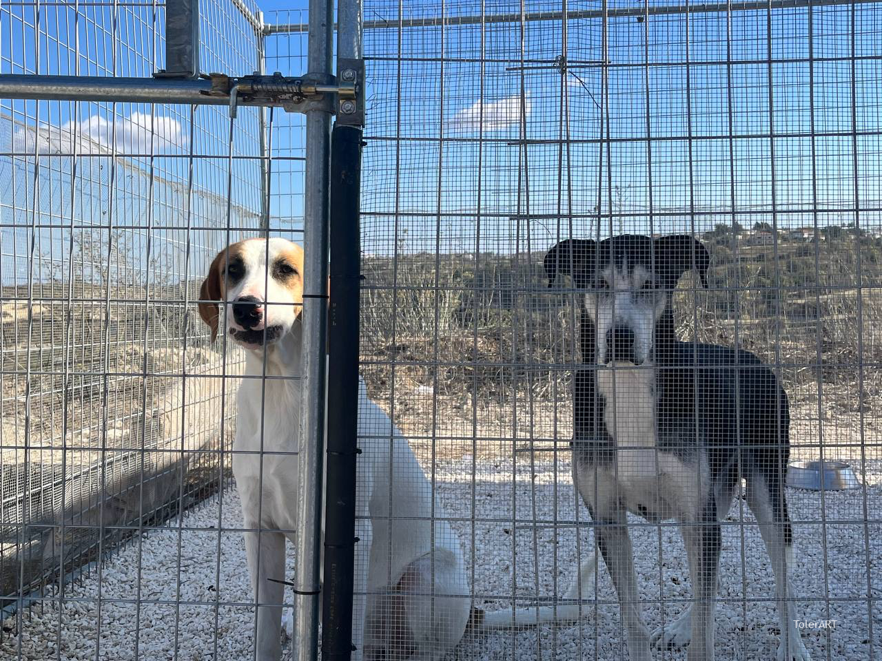 Stray Dogs in Cyprus - TOLERART